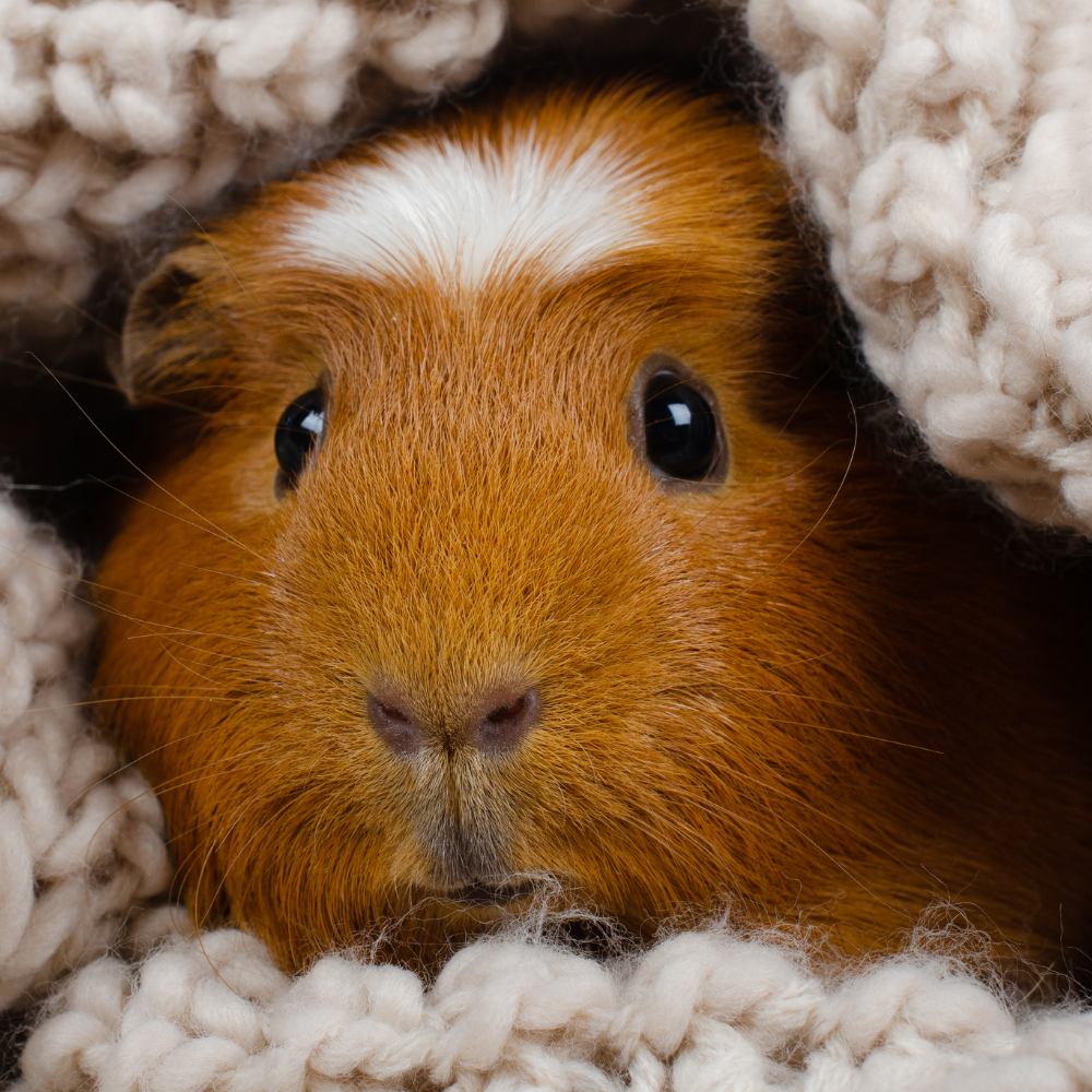The Ultimate Guide to Feeding Your Guinea Pig | Nibble & Gnaw – Nibble&Gnaw