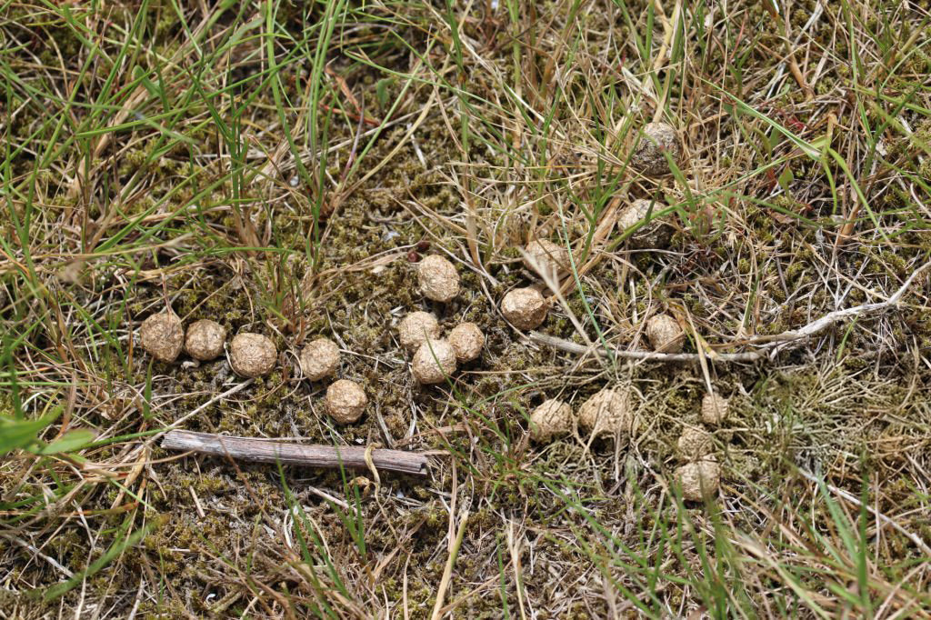 UntitledThe Complete Guide to Rabbit Stool: What Healthy Droppings Sho ...