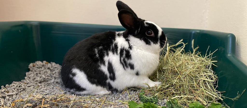 How to Litter Train Your Rabbit: Is It Possible and How to Do It ...